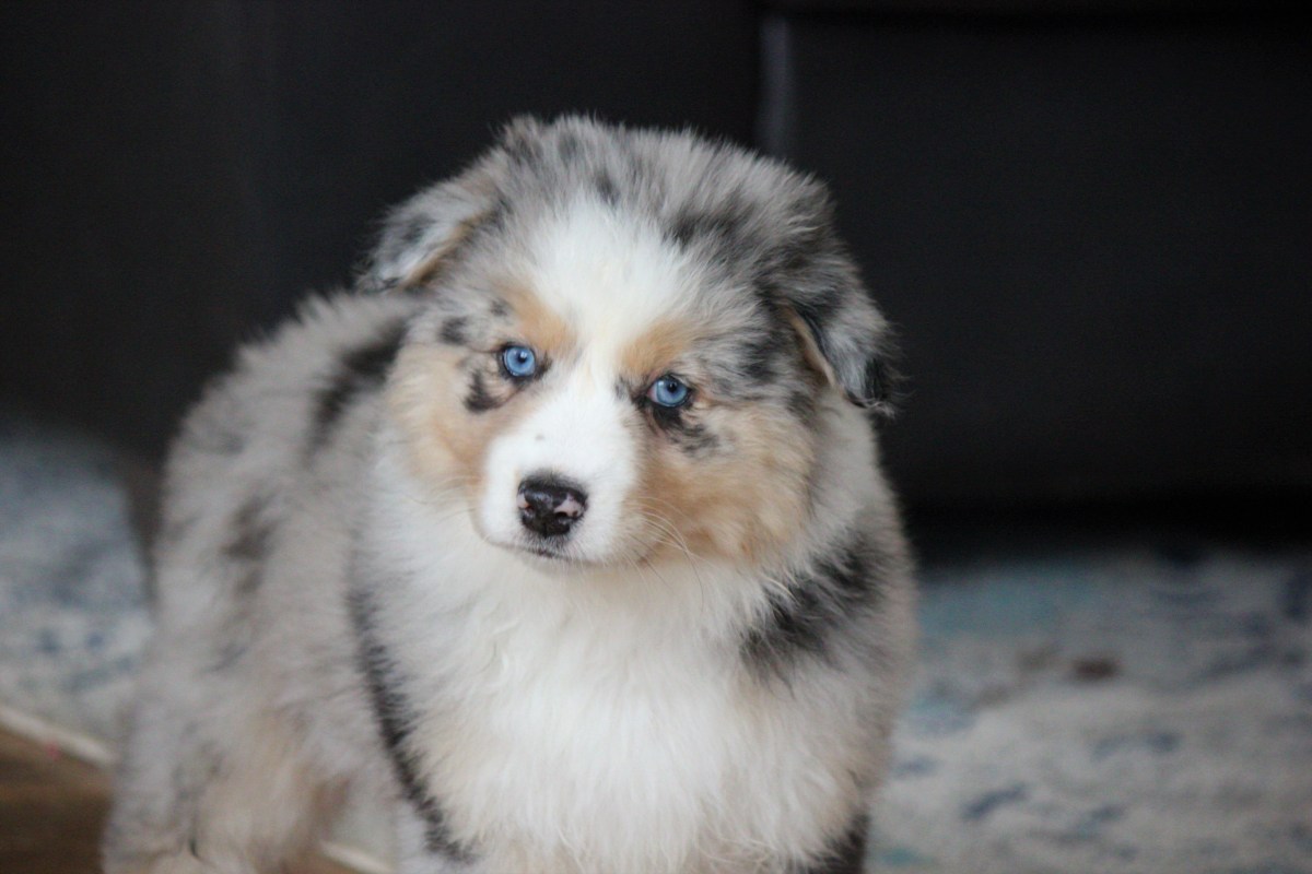 Aussie Puppies Available – Woodland Aussies & Doodles