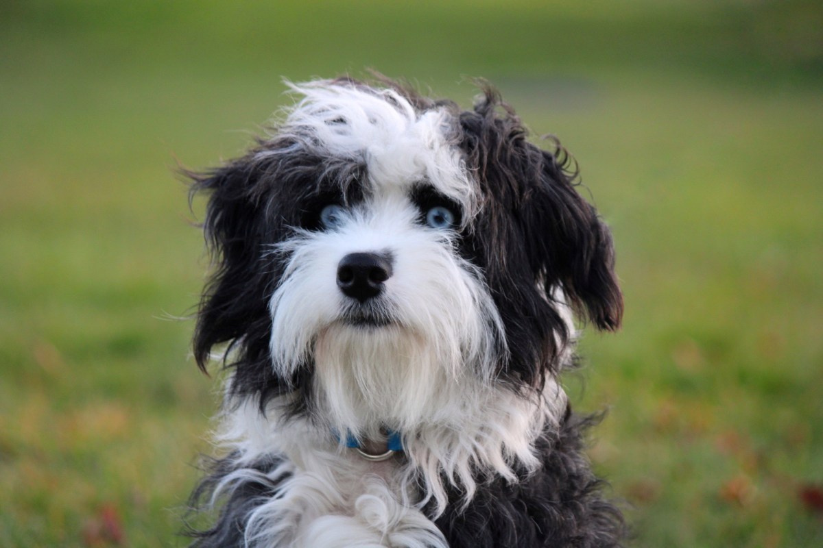 Australian Mountain Doodle Puppies – Woodland Aussies & Doodles